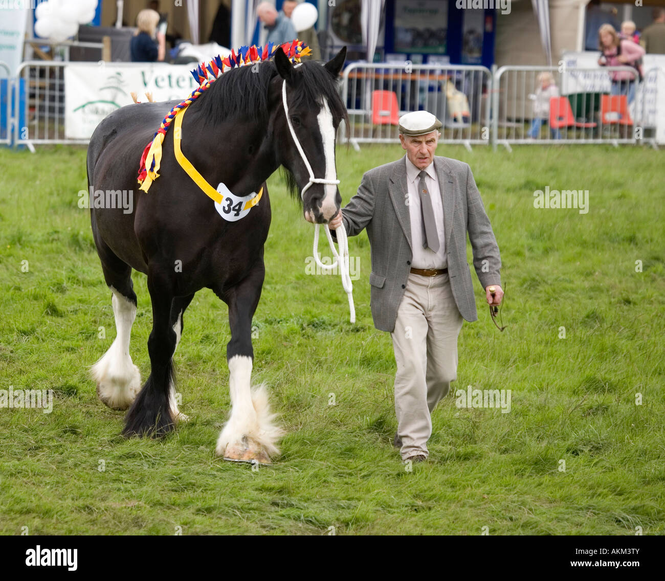 Giudizio del cavallo pesante immagini e fotografie stock ad alta ...