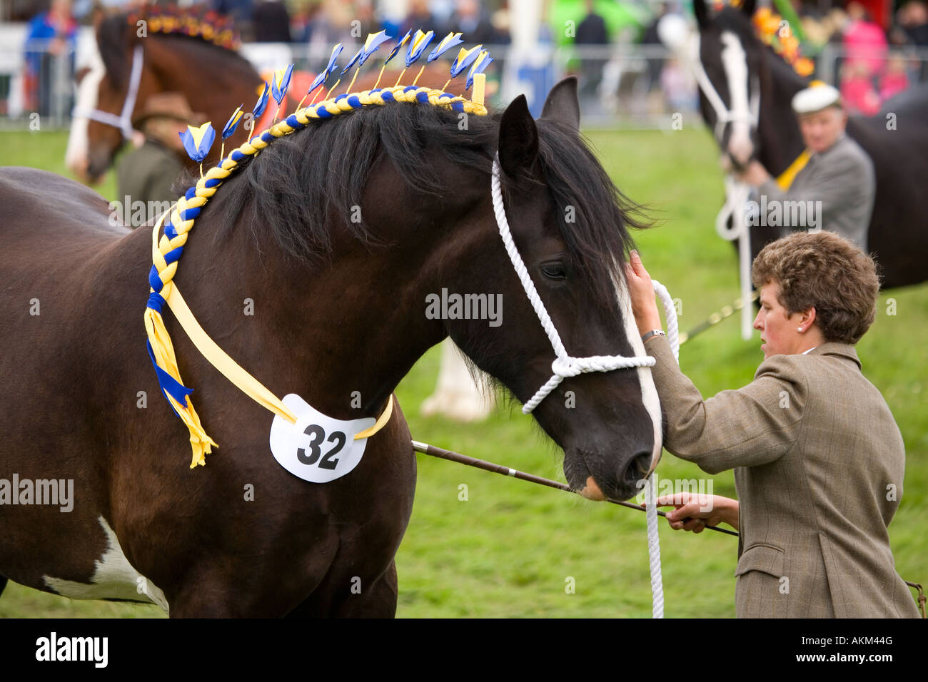Giudizio del cavallo pesante immagini e fotografie stock ad alta ...