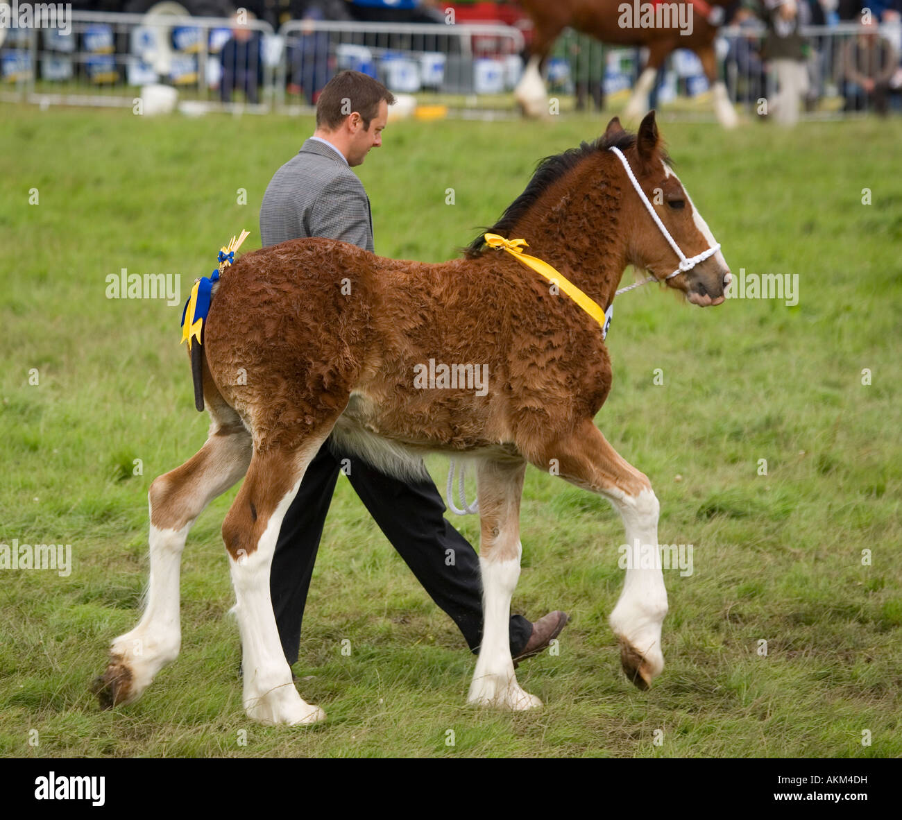 Judging work horse clydesdale cart horse mare stallion horse ring ...