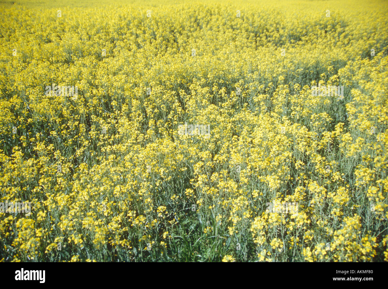 Fiori di senape selvatica immagini e fotografie stock ad alta ...
