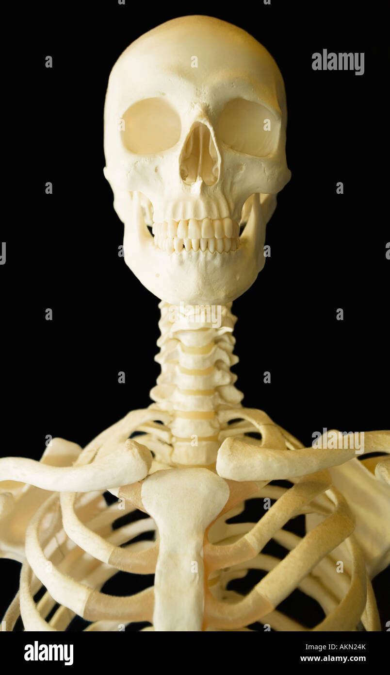 Lo scheletro umano immagini e fotografie stock ad alta risoluzione - Alamy