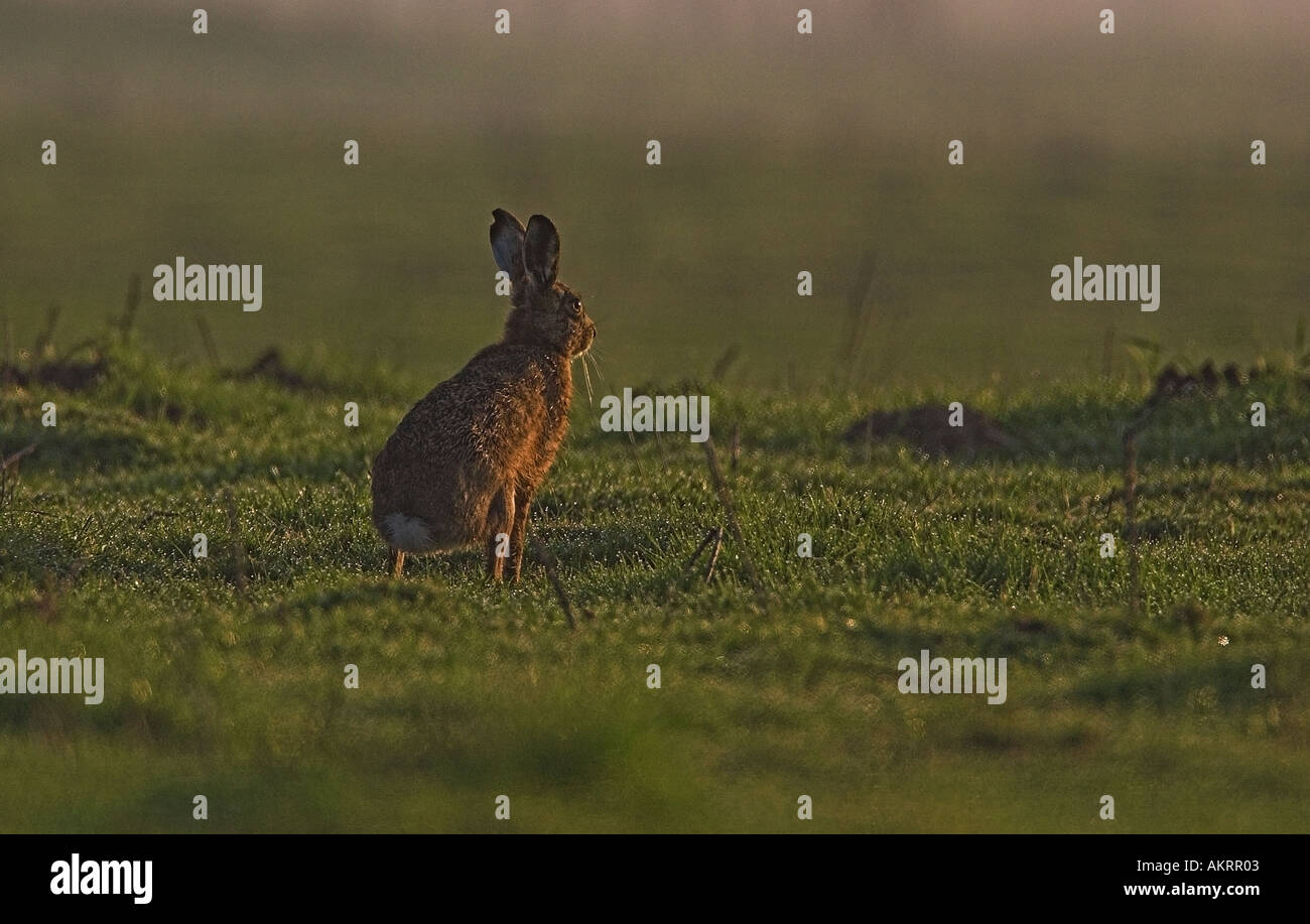 Lepre cacciata immagini e fotografie stock ad alta risoluzione - Alamy