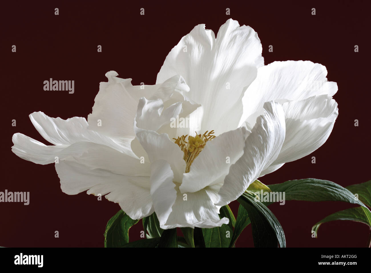 Pianta di peonia immagini e fotografie stock ad alta risoluzione - Alamy
