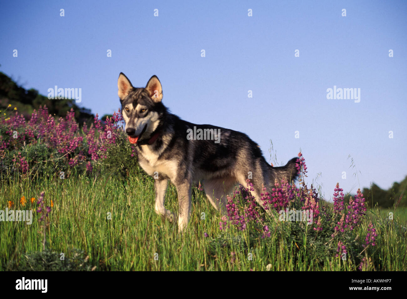Ibrido di lupo immagini e fotografie stock ad alta risoluzione - Alamy