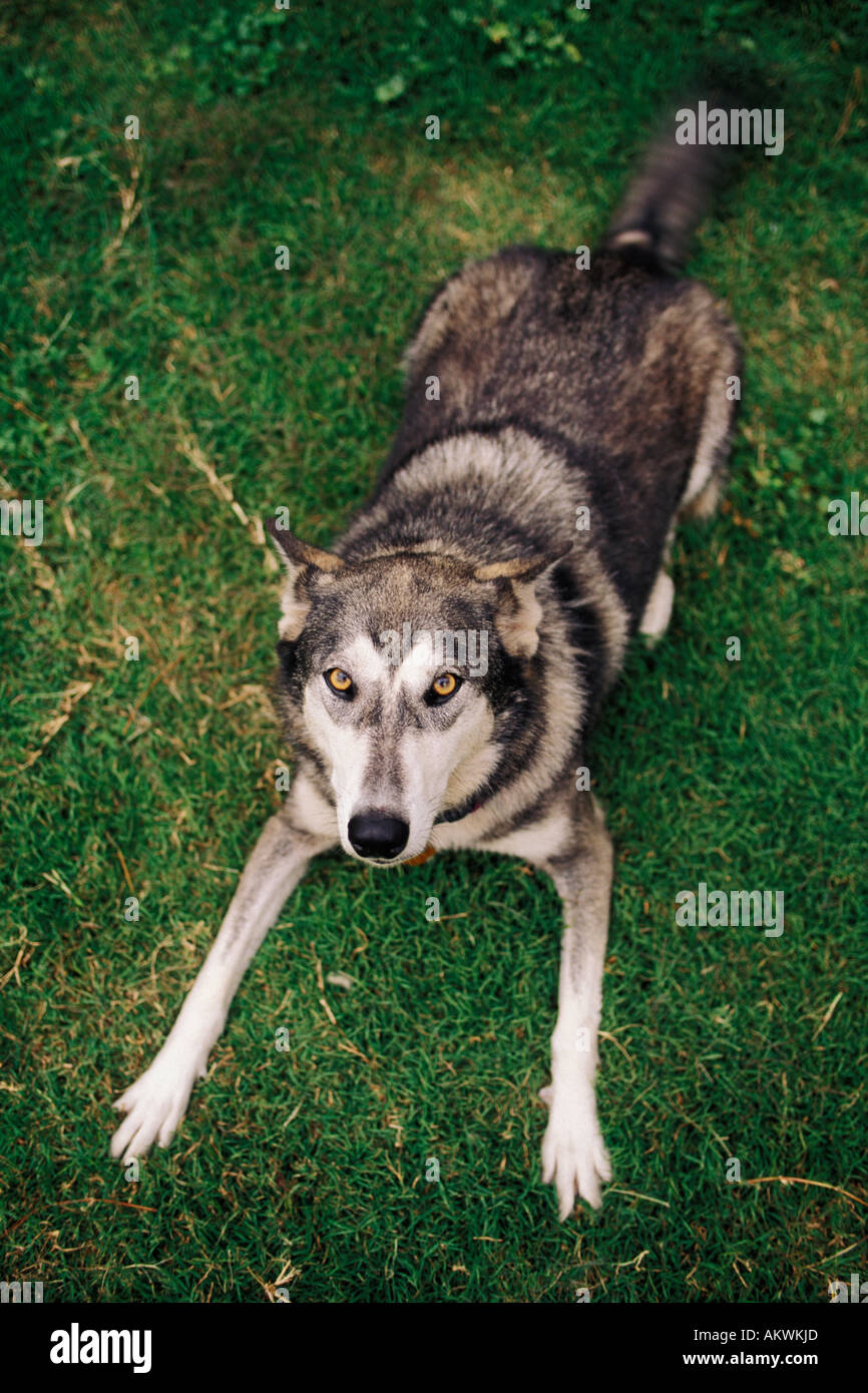 Ibrido di lupo immagini e fotografie stock ad alta risoluzione - Alamy