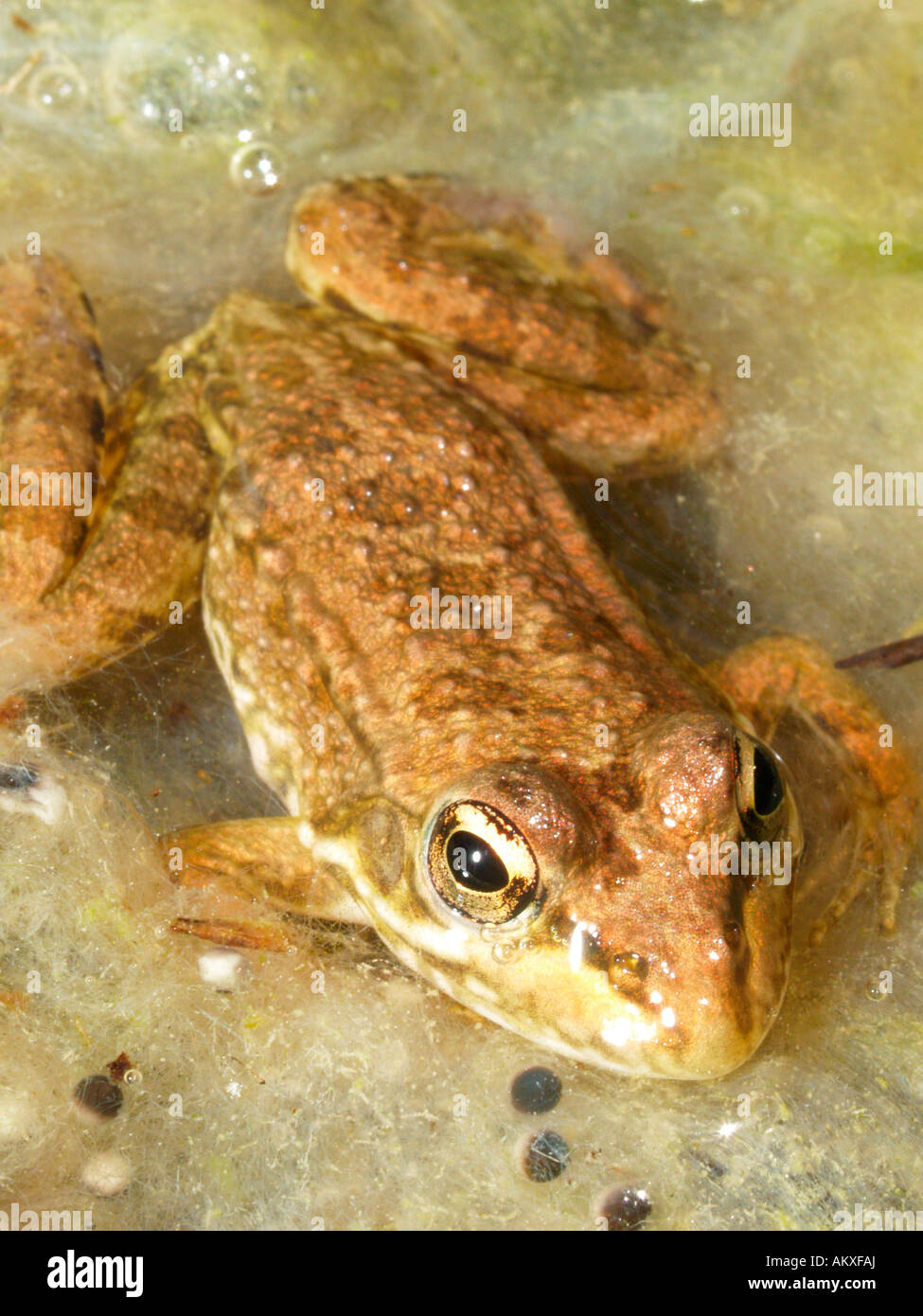 Rana comun perezs rana comun immagini e fotografie stock ad alta ...