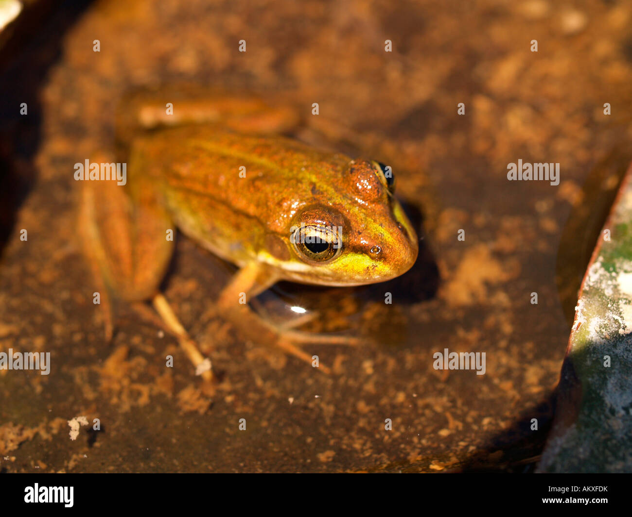 Rana comun perezs rana comun immagini e fotografie stock ad alta ...
