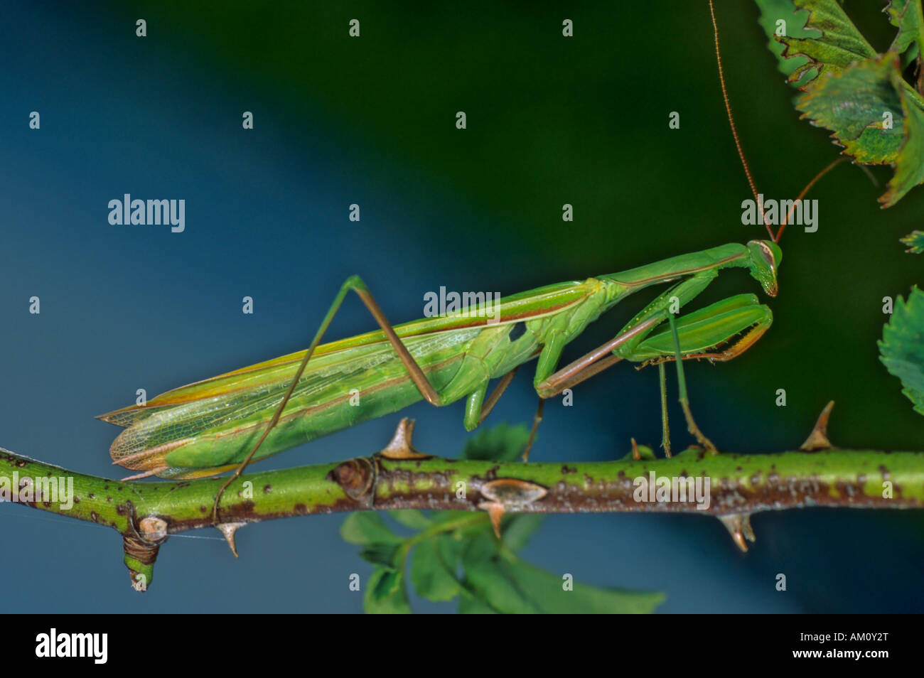 Mantide religiosa immagini e fotografie stock ad alta risoluzione - Alamy