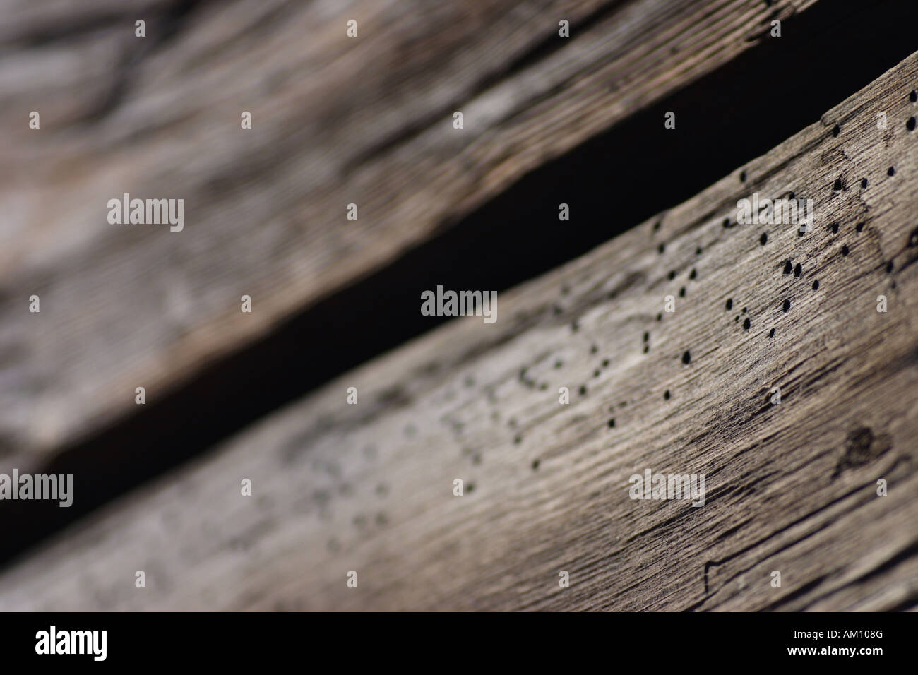 Verme in legno immagini e fotografie stock ad alta risoluzione - Alamy