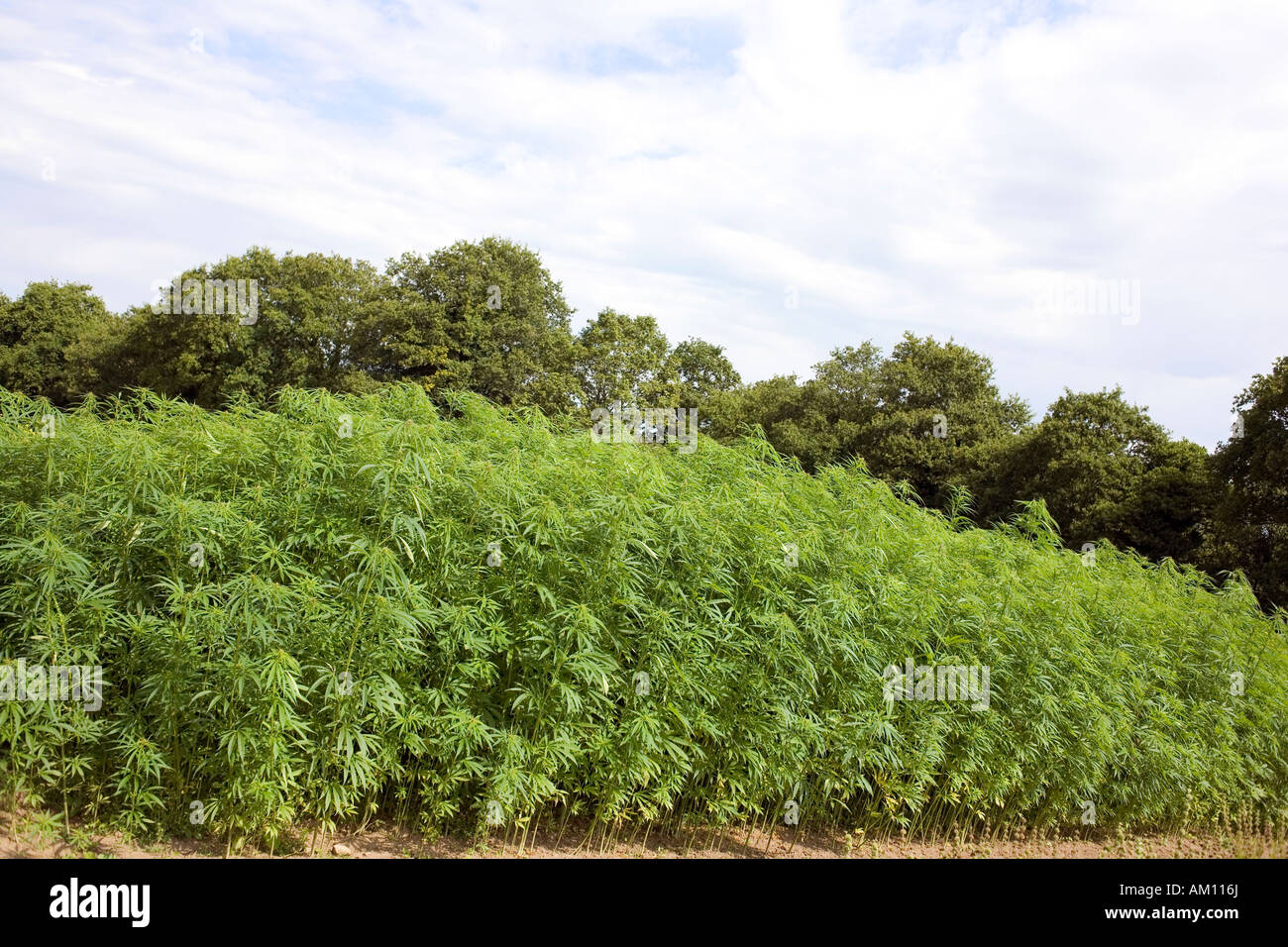 Pianta di cannabis immagini e fotografie stock ad alta risoluzione - Alamy