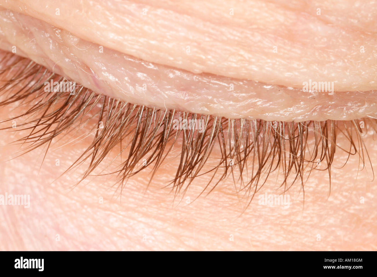 Palpebra chiusa immagini e fotografie stock ad alta risoluzione - Alamy