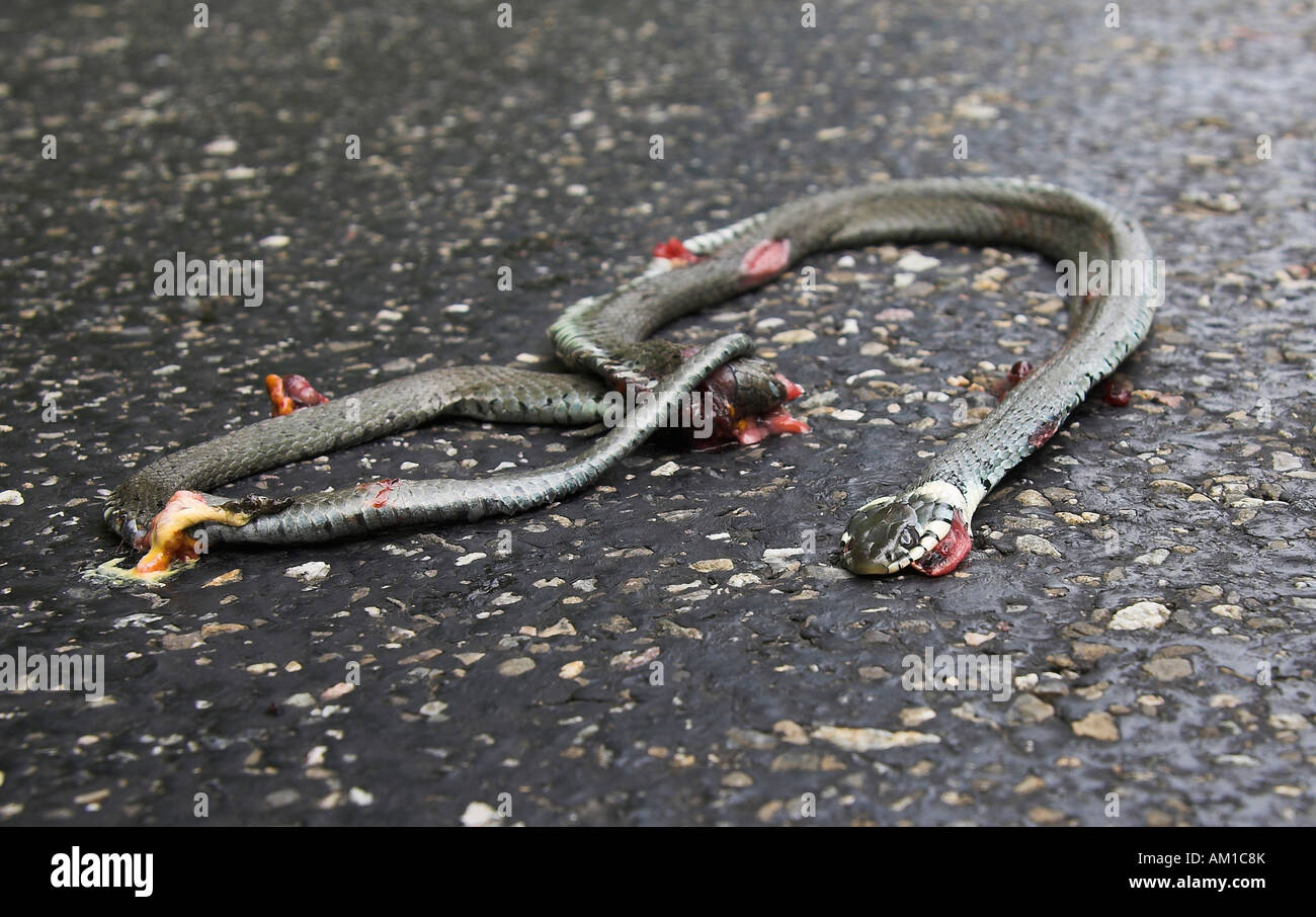 Natrix natrix immagini e fotografie stock ad alta risoluzione - Alamy