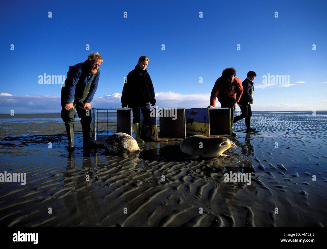 Ecomare santuario delle foche immagini e fotografie stock ad alta ...