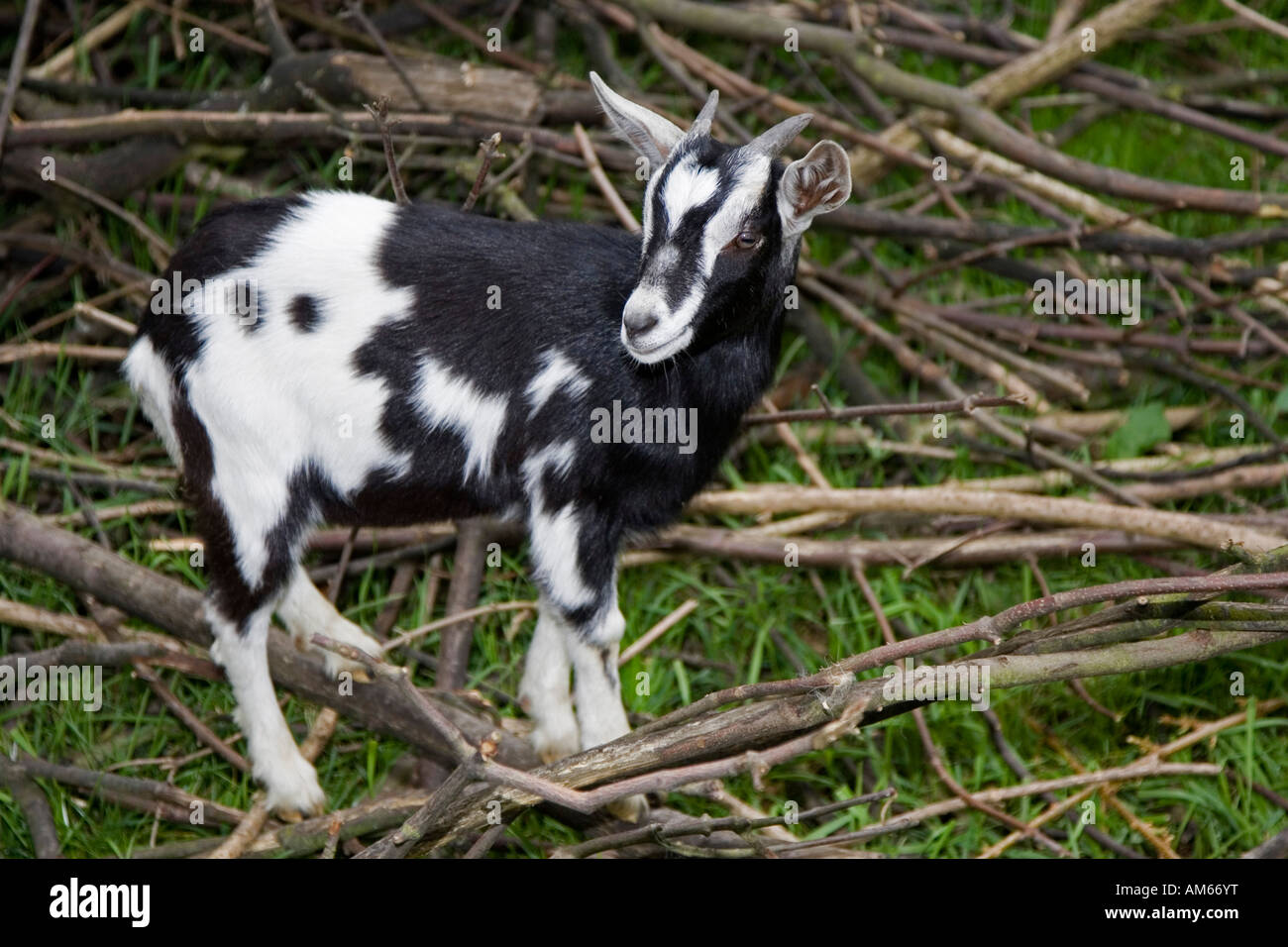 Capra weisse immagini e fotografie stock ad alta risoluzione - Alamy