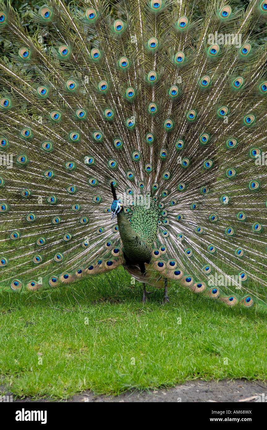 Pavo muticus muticus immagini e fotografie stock ad alta risoluzione ...