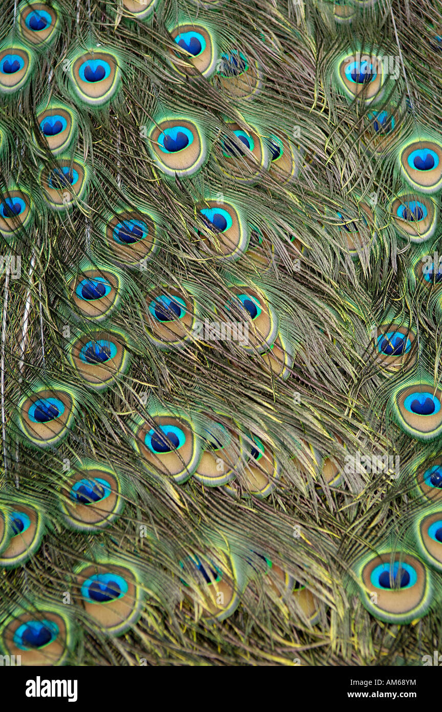 Pavo muticus muticus immagini e fotografie stock ad alta risoluzione ...