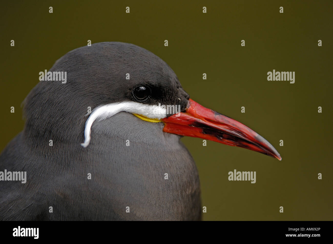 Inca sterna larosterna inca immagini e fotografie stock ad alta ...