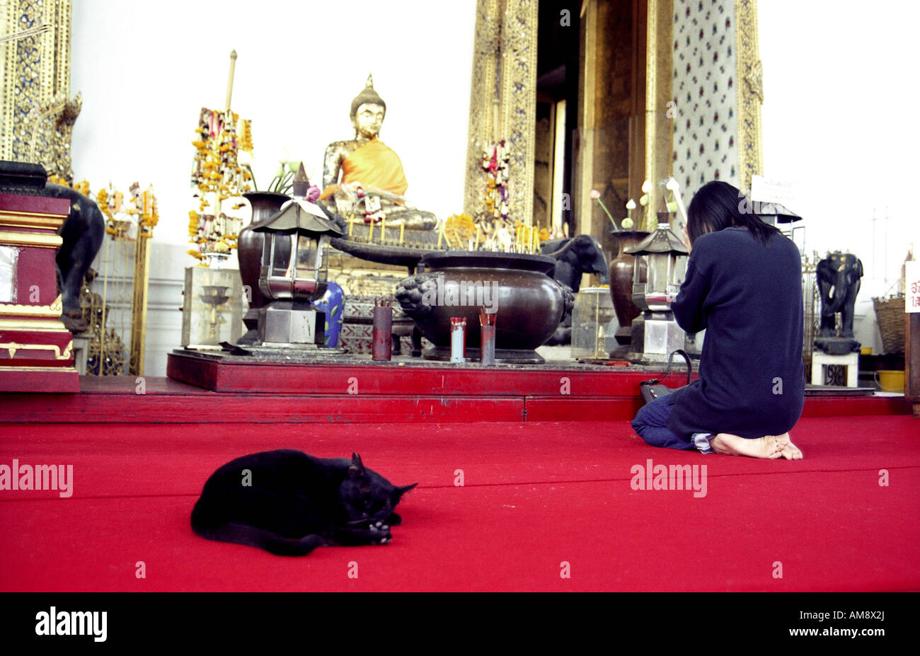 Buddha e gatti immagini e fotografie stock ad alta risoluzione - Alamy