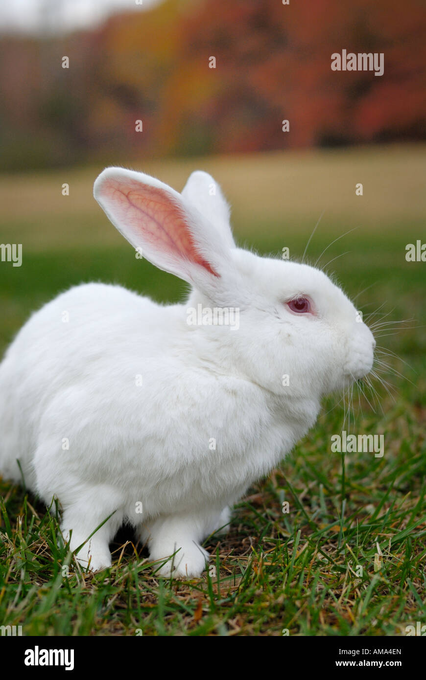 Coniglietto bianco di coniglio Foto stock - Alamy