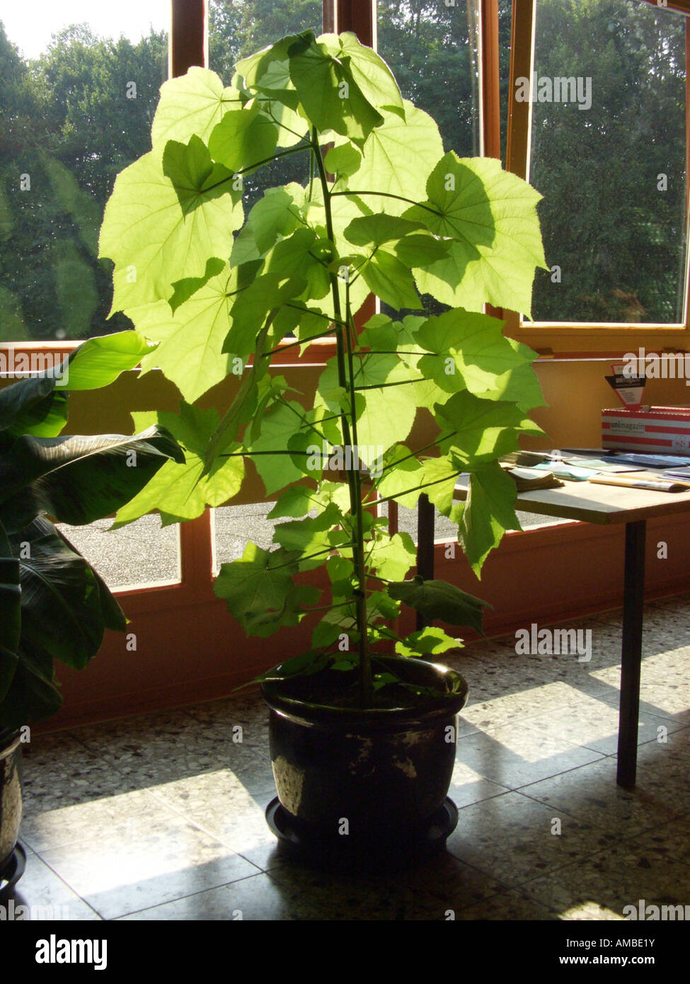 Canapa africana variegata immagini e fotografie stock ad alta ...