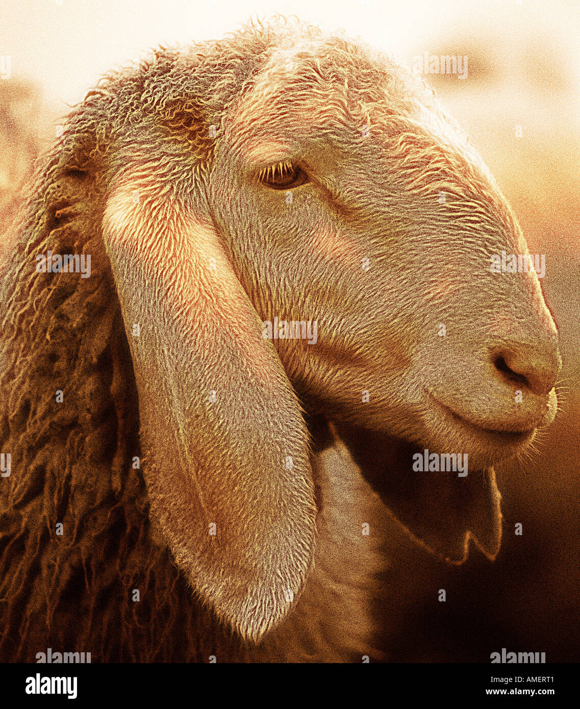 Foto umoristica di pecore immagini e fotografie stock ad alta ...