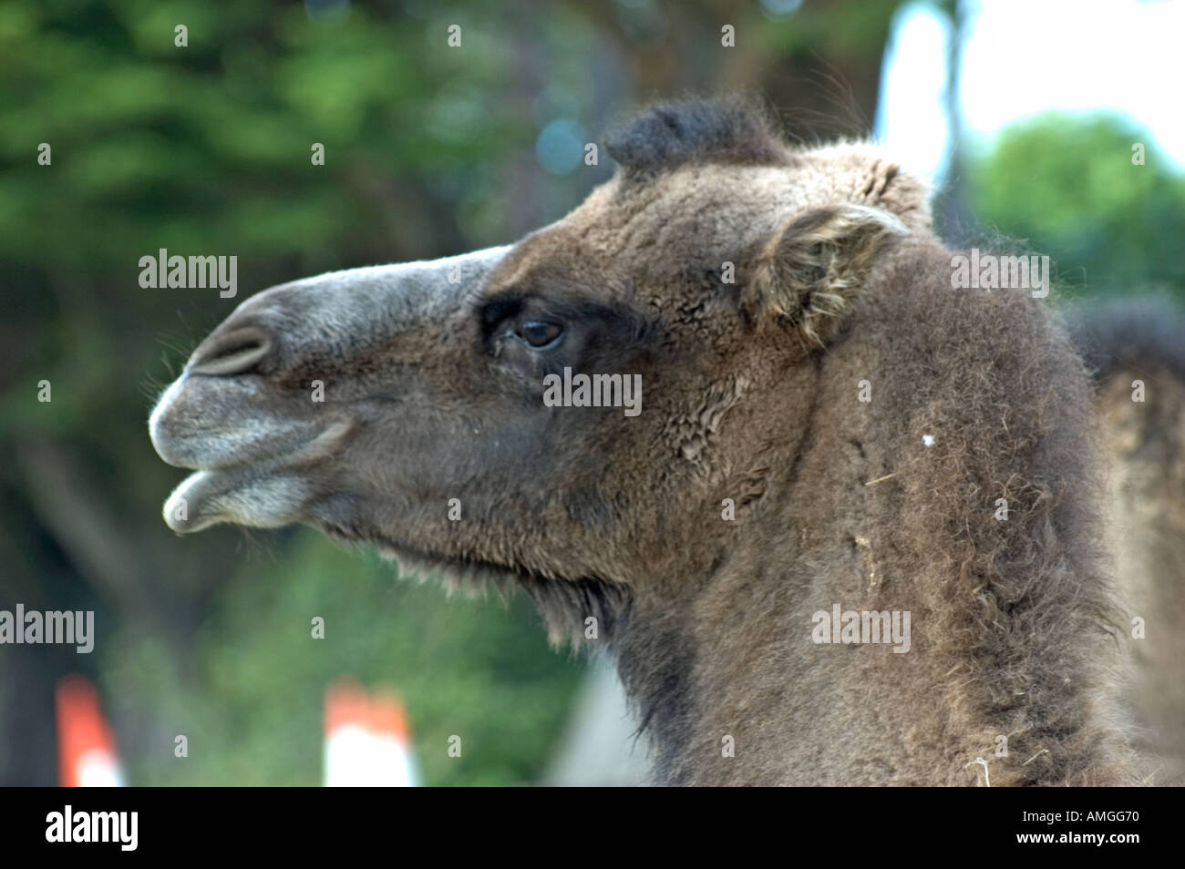 Labbra di cammello immagini e fotografie stock ad alta risoluzione - Alamy