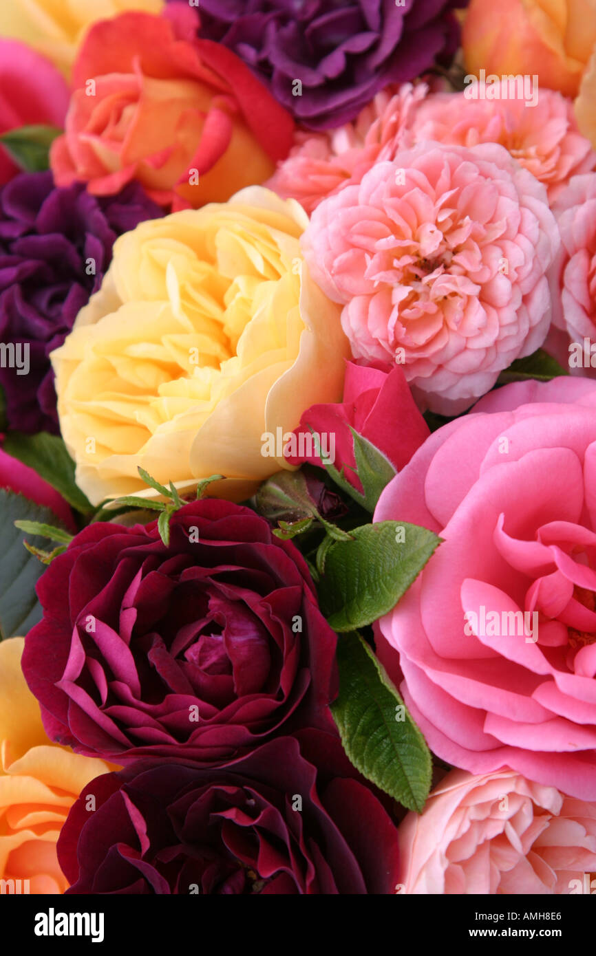 Varie rose colorate immagini e fotografie stock ad alta risoluzione - Alamy