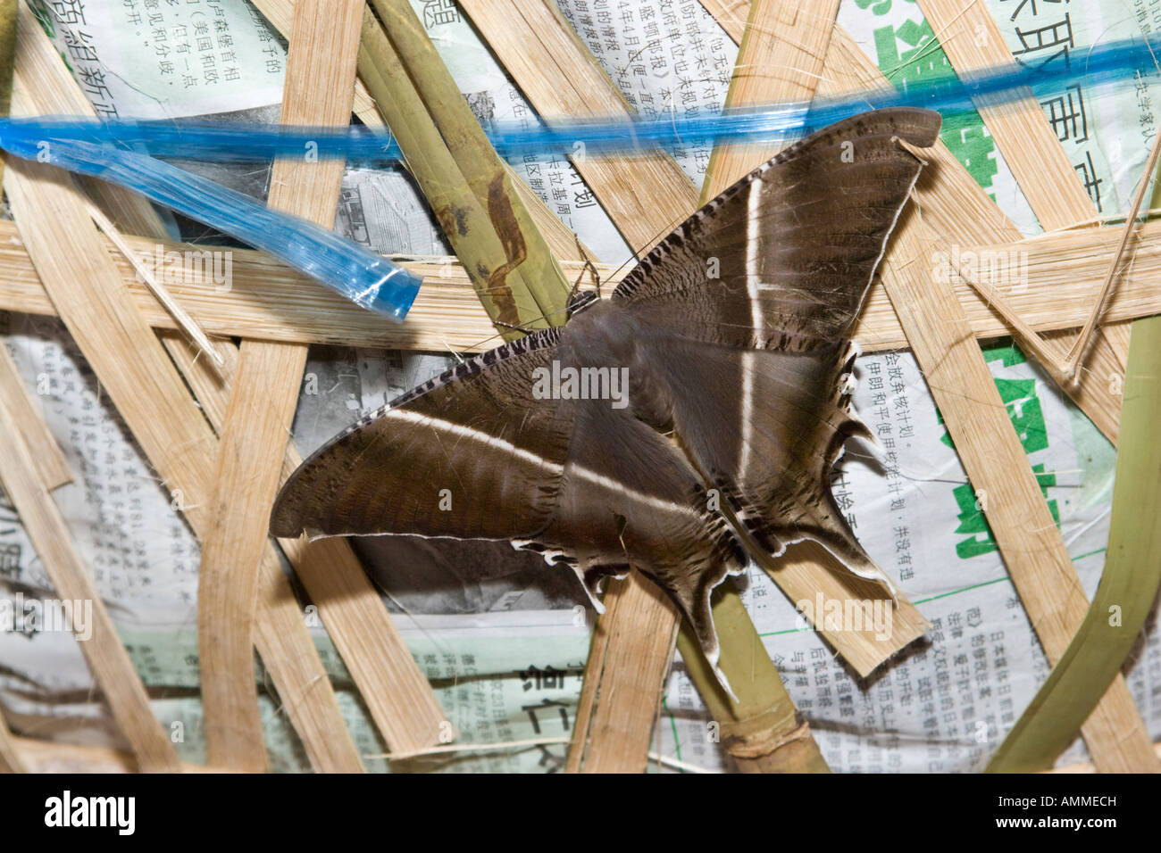 Falena marrone immagini e fotografie stock ad alta risoluzione - Alamy