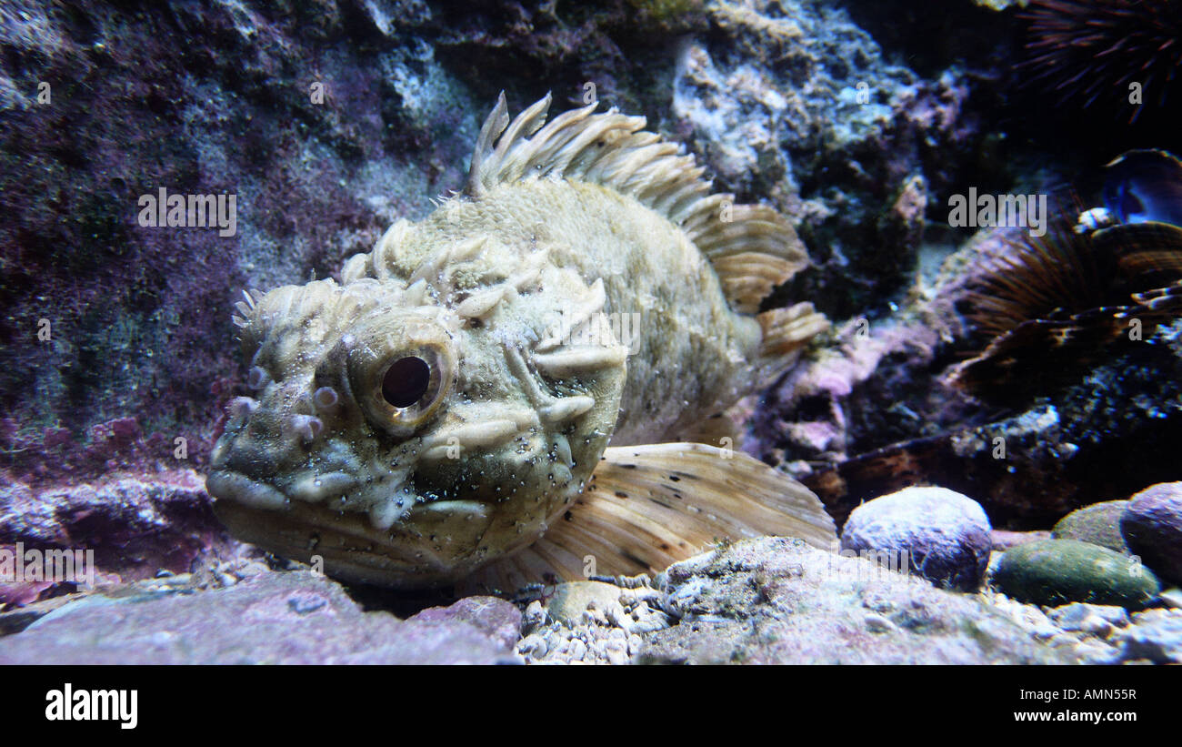 Pesce di pietra velenoso immagini e fotografie stock ad alta ...