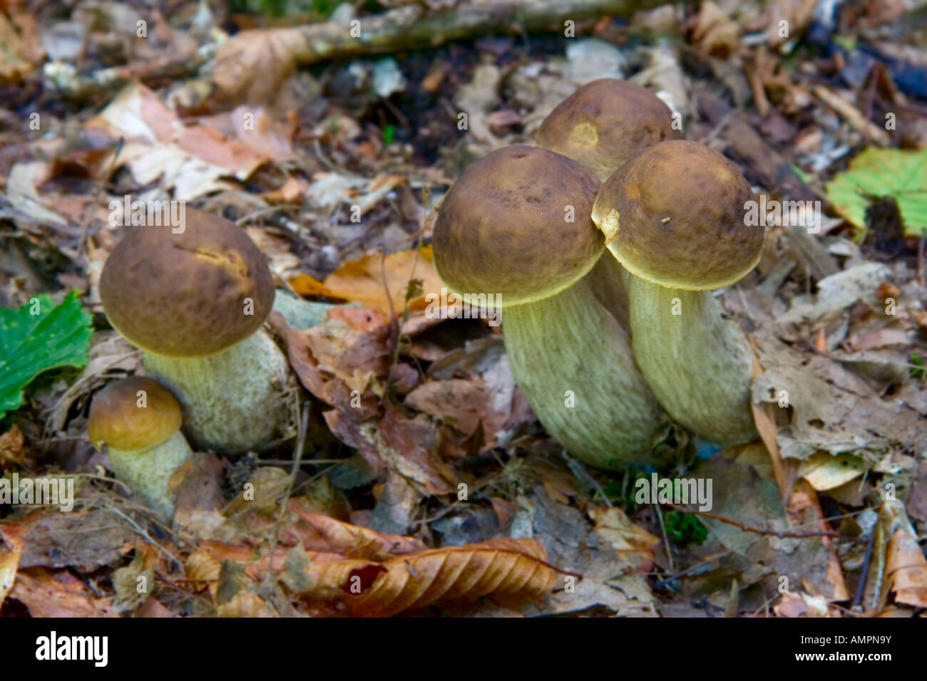 Funghi rotondi bianchi e marroni immagini e fotografie stock ad alta ...
