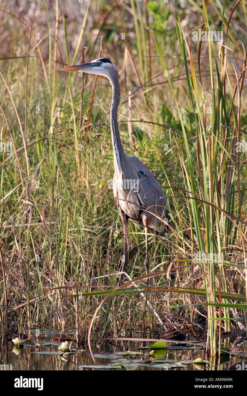 Fauna selvatica delle everglades immagini e fotografie stock ad alta ...