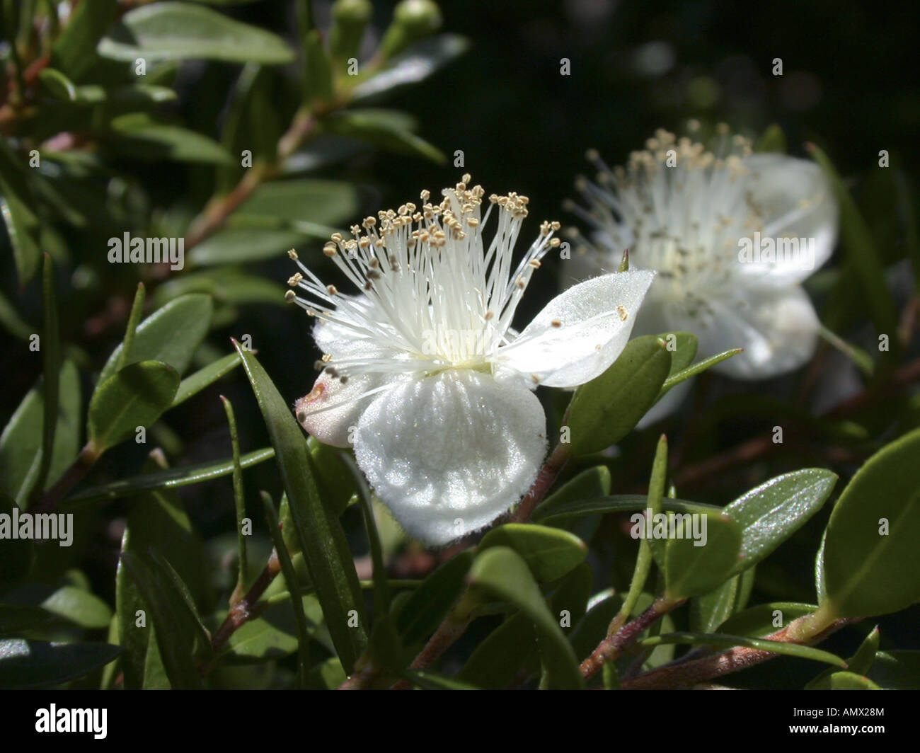 Myrtle Flowers Myrtus Communis Immagini e Fotos Stock - Alamy