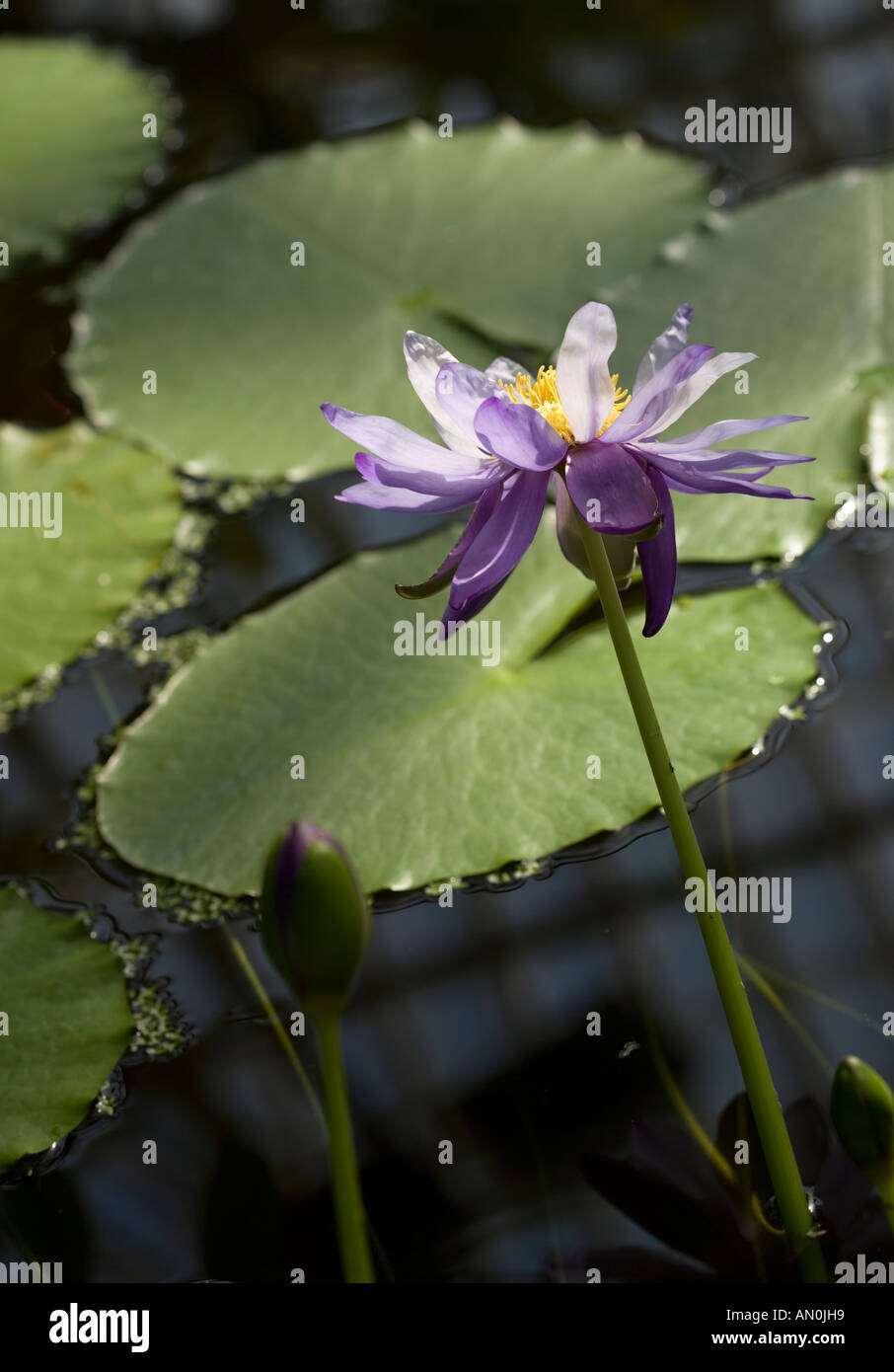 Nymphaea gigantea immagini e fotografie stock ad alta risoluzione - Alamy