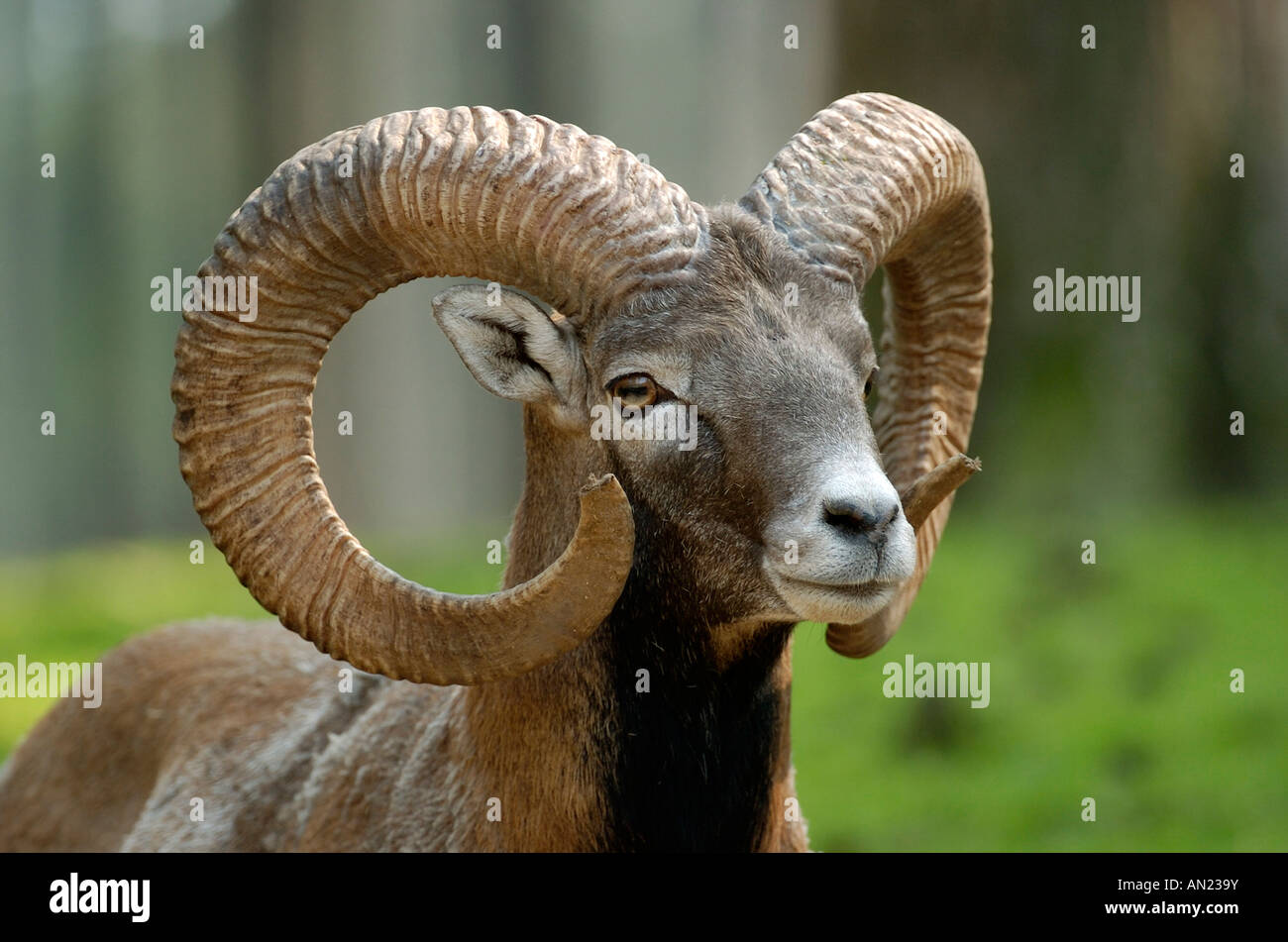 Europaeischer mufflon immagini e fotografie stock ad alta risoluzione ...