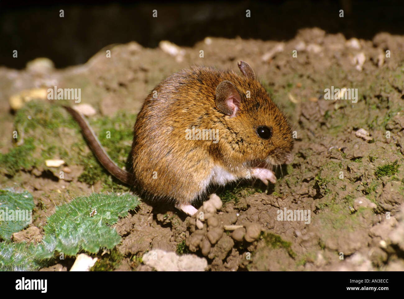 Roditore dalla coda lunga immagini e fotografie stock ad alta ...