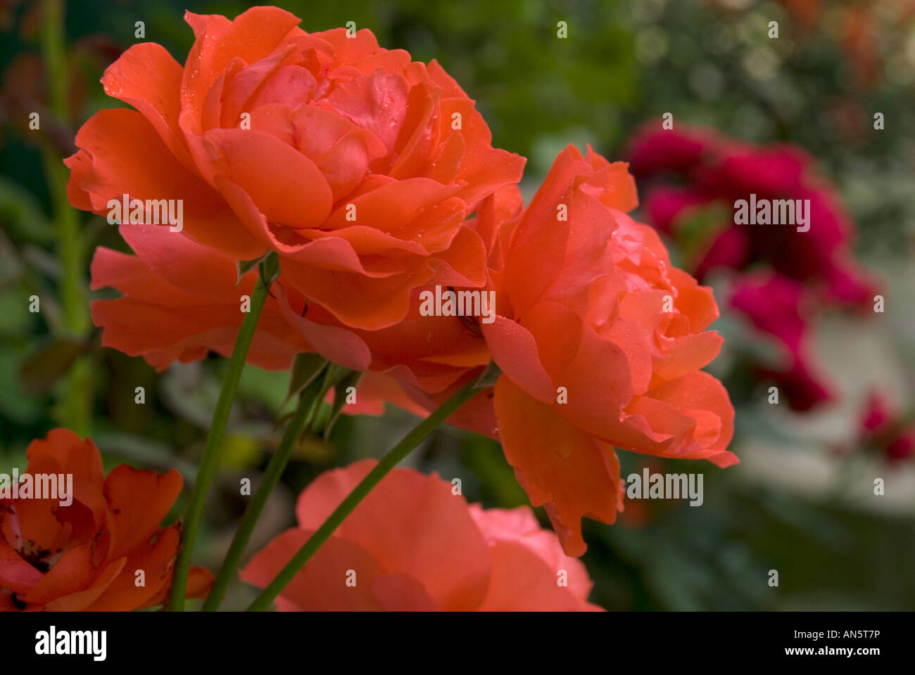 India roses immagini e fotografie stock ad alta risoluzione - Alamy