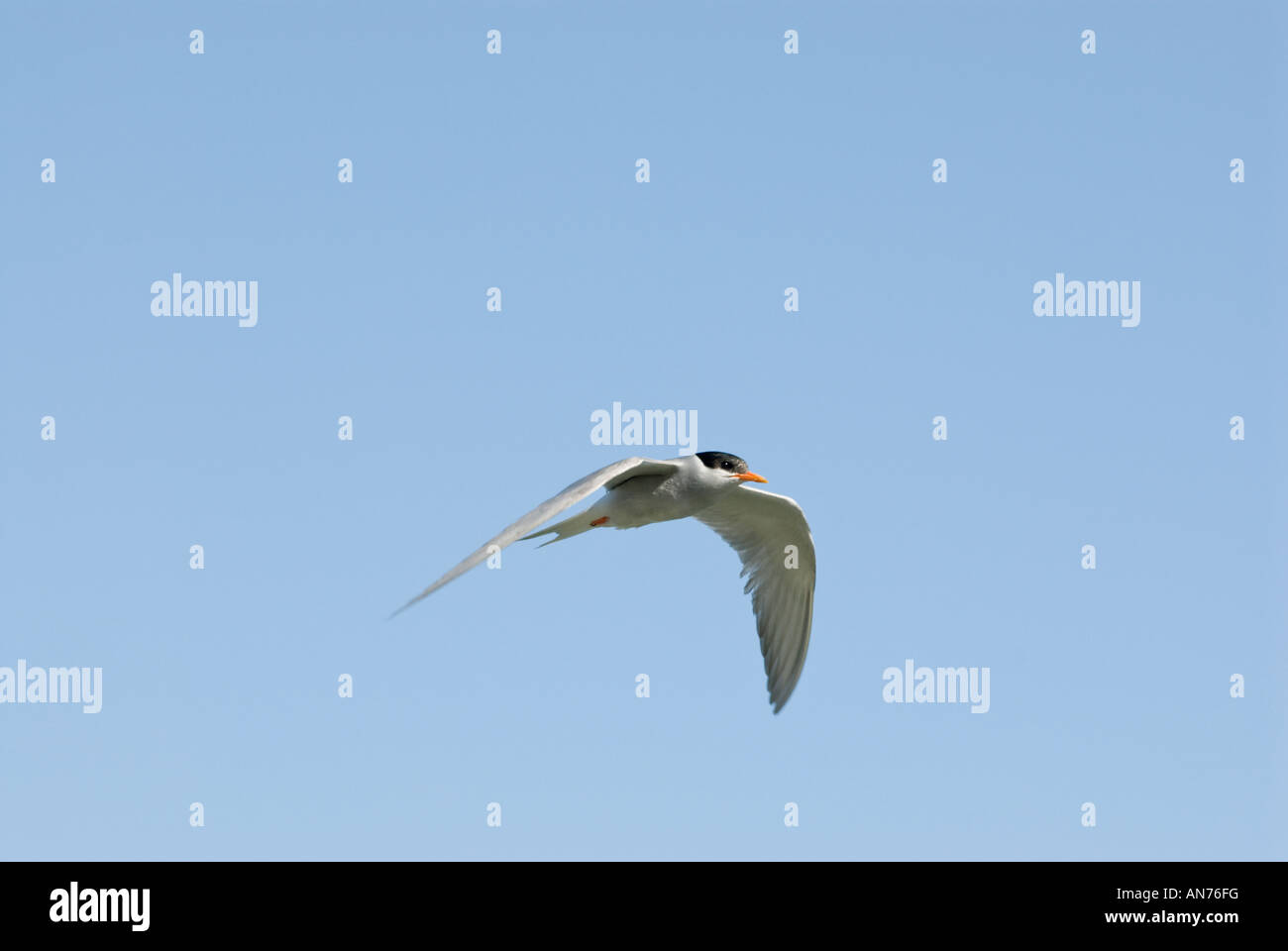 Sterna albostriata immagini e fotografie stock ad alta risoluzione - Alamy