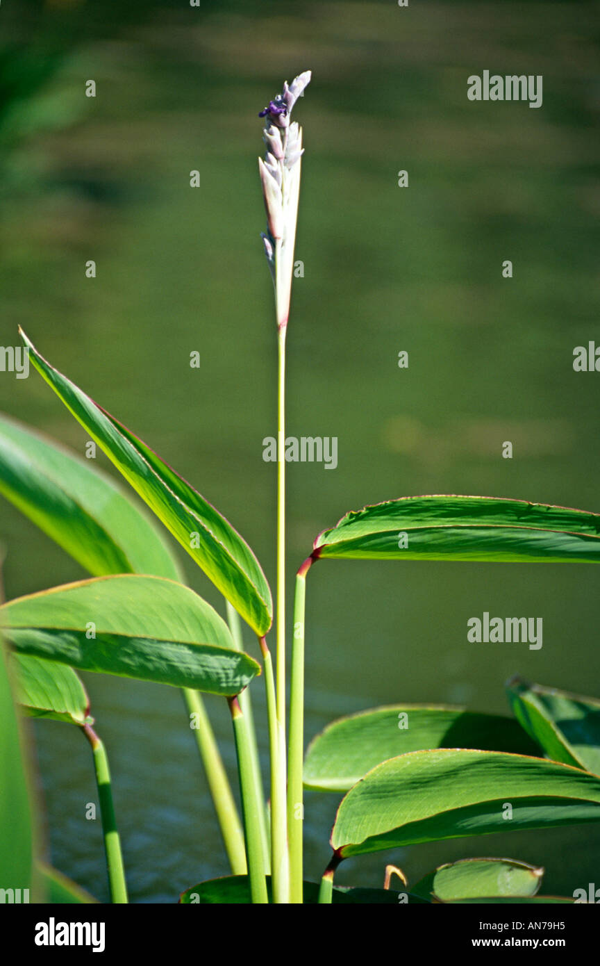 Thalia dealbata immagini e fotografie stock ad alta risoluzione - Alamy