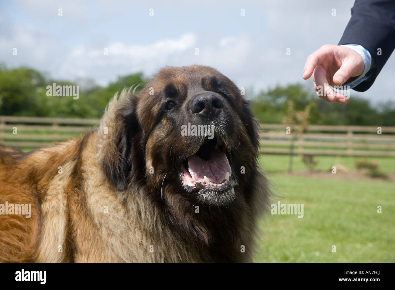 Large leonberger dog immagini e fotografie stock ad alta risoluzione ...