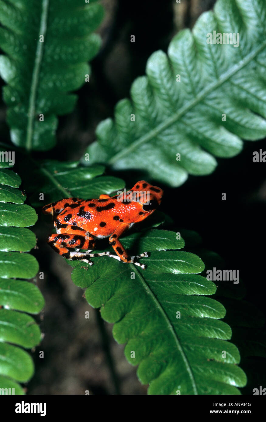 Rane velenose immagini e fotografie stock ad alta risoluzione - Alamy