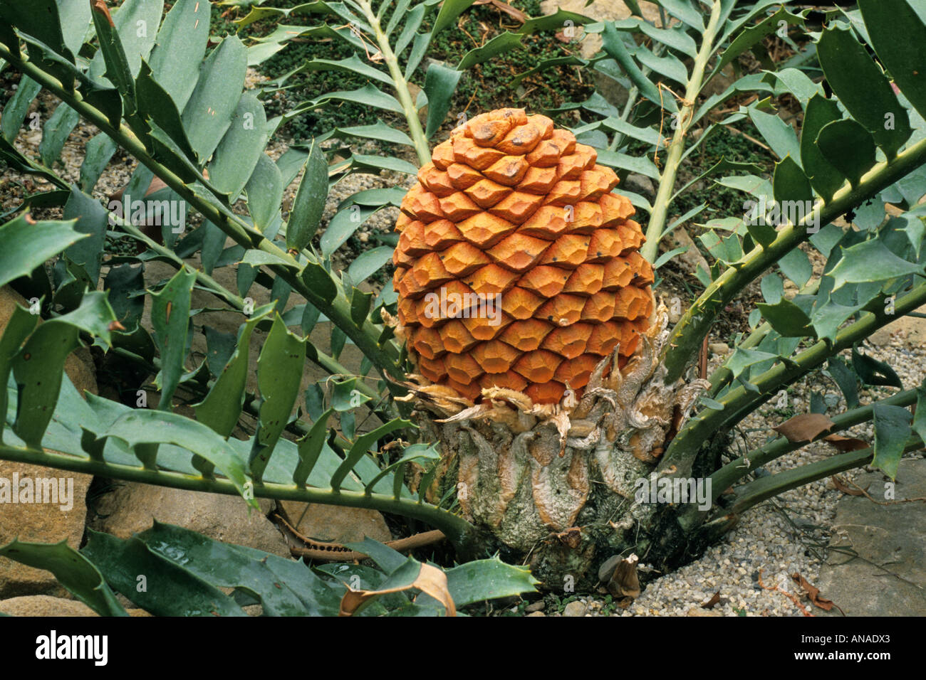 Zululand cycad encephalartos ferox immagini e fotografie stock ad alta ...