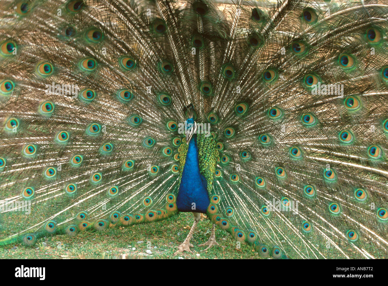 Pavo cristatus flying immagini e fotografie stock ad alta risoluzione ...