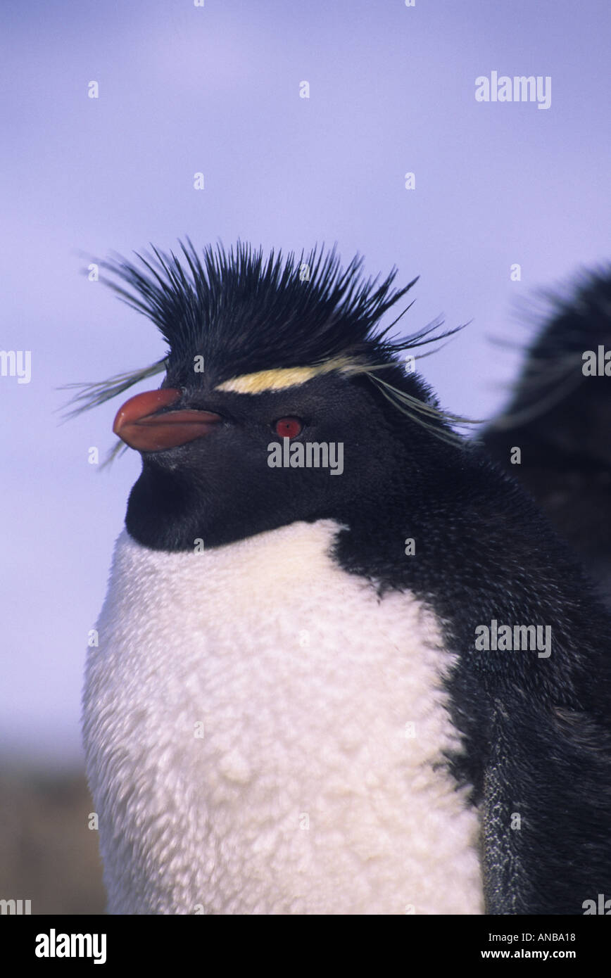 Ciuffo di capelli immagini e fotografie stock ad alta risoluzione - Alamy