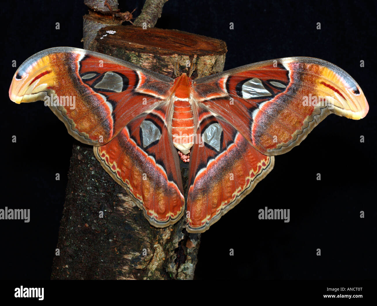 Falena trasparente immagini e fotografie stock ad alta risoluzione - Alamy