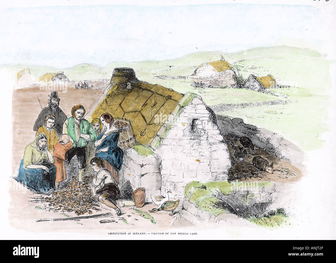 Carestia delle patate immagini e fotografie stock ad alta risoluzione ...