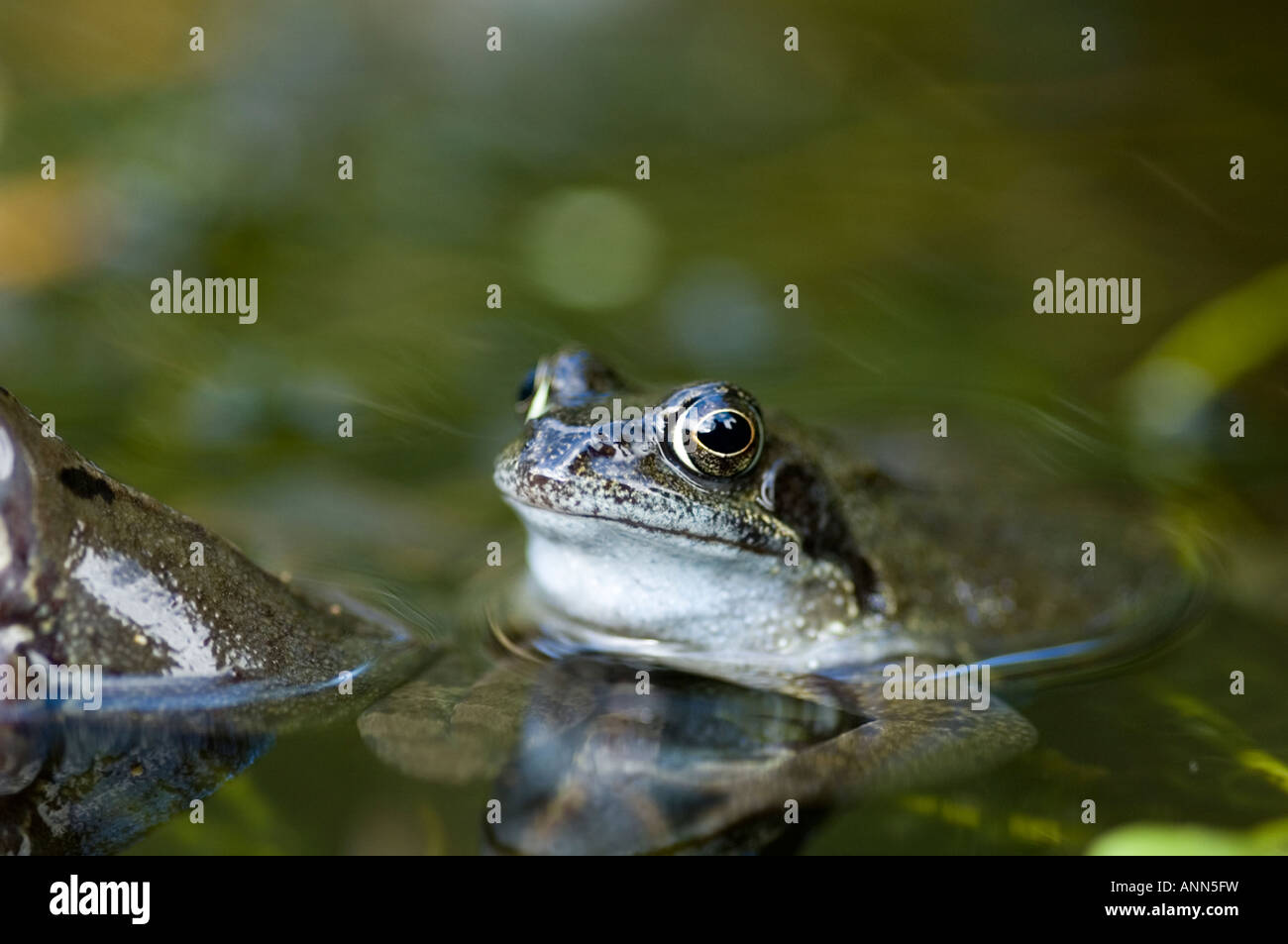 Rane in giardino immagini e fotografie stock ad alta risoluzione - Alamy
