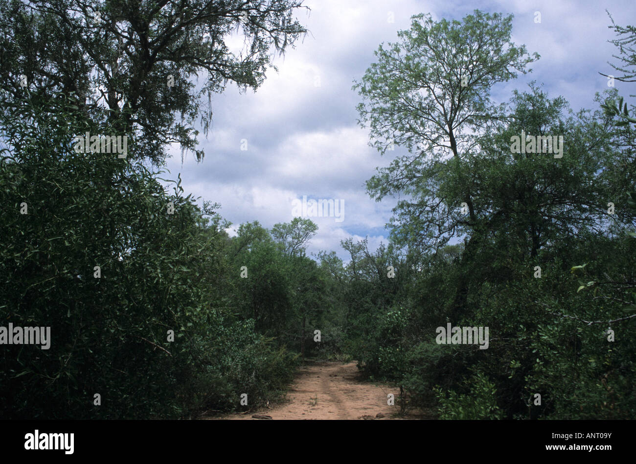 Bioma della foresta secca tropicale immagini e fotografie stock ad alta ...