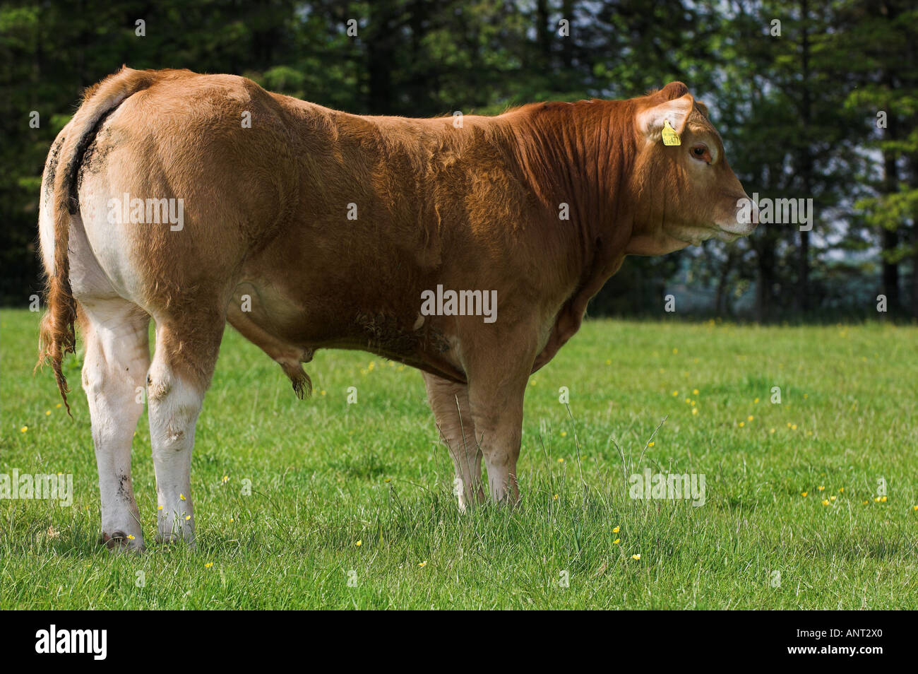 Vitello roano immagini e fotografie stock ad alta risoluzione - Alamy
