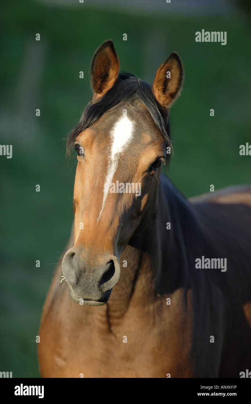 Anglo arabian horse immagini e fotografie stock ad alta risoluzione - Alamy