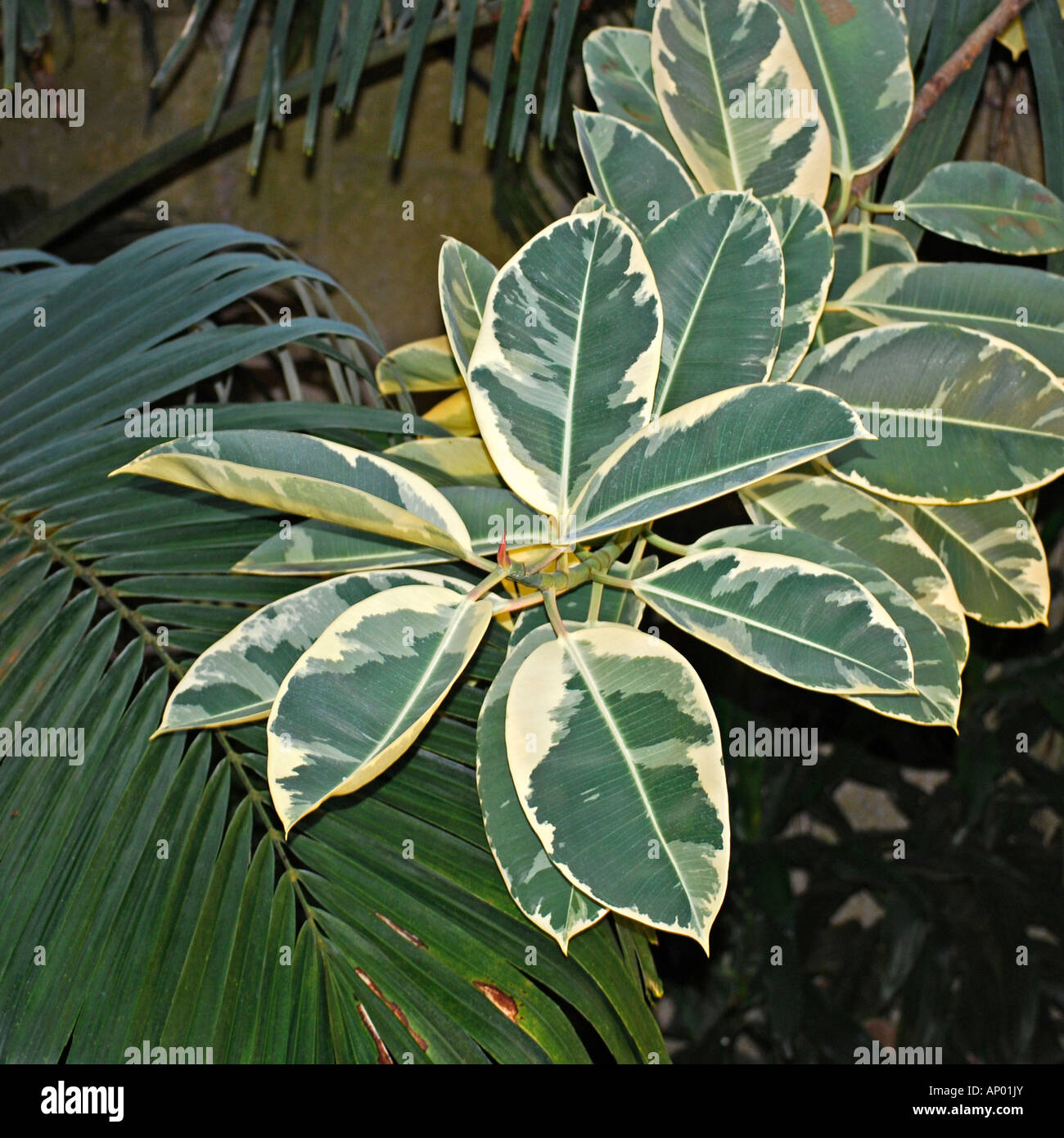 Ficus elastica tricolore variegato immagini e fotografie stock ad alta ...